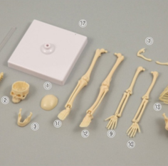 Human Skeleton Assembly Kit – Learning Partners For Success